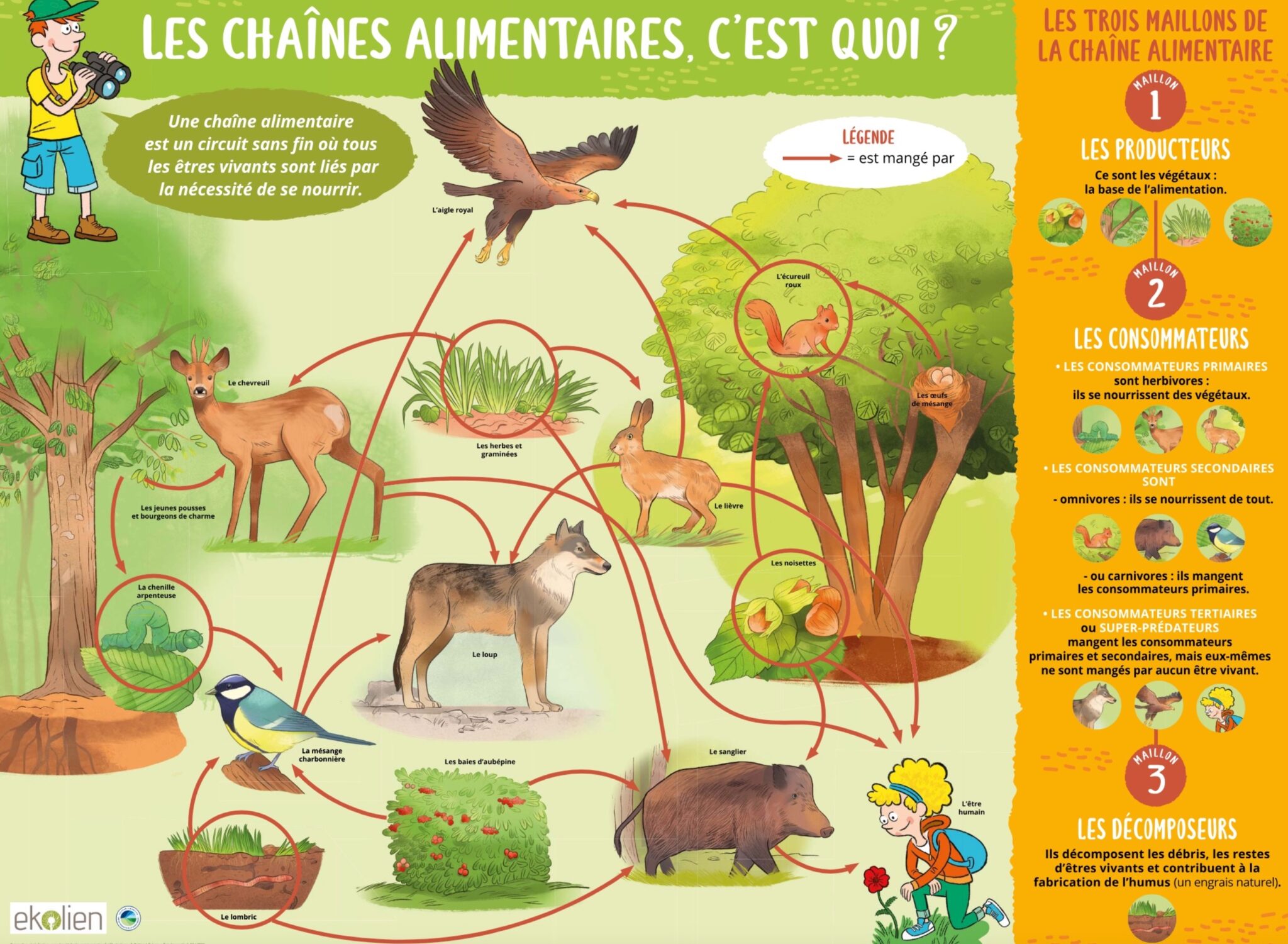 Les chaînes alimentaires : leçon essentielles CM1/CM2