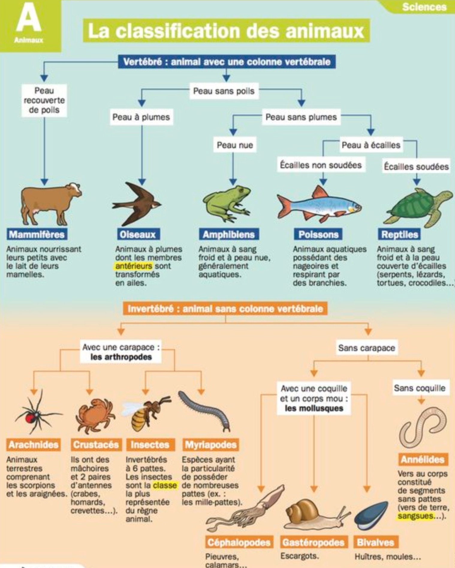 Classification des animaux : leçon CM1-CM2