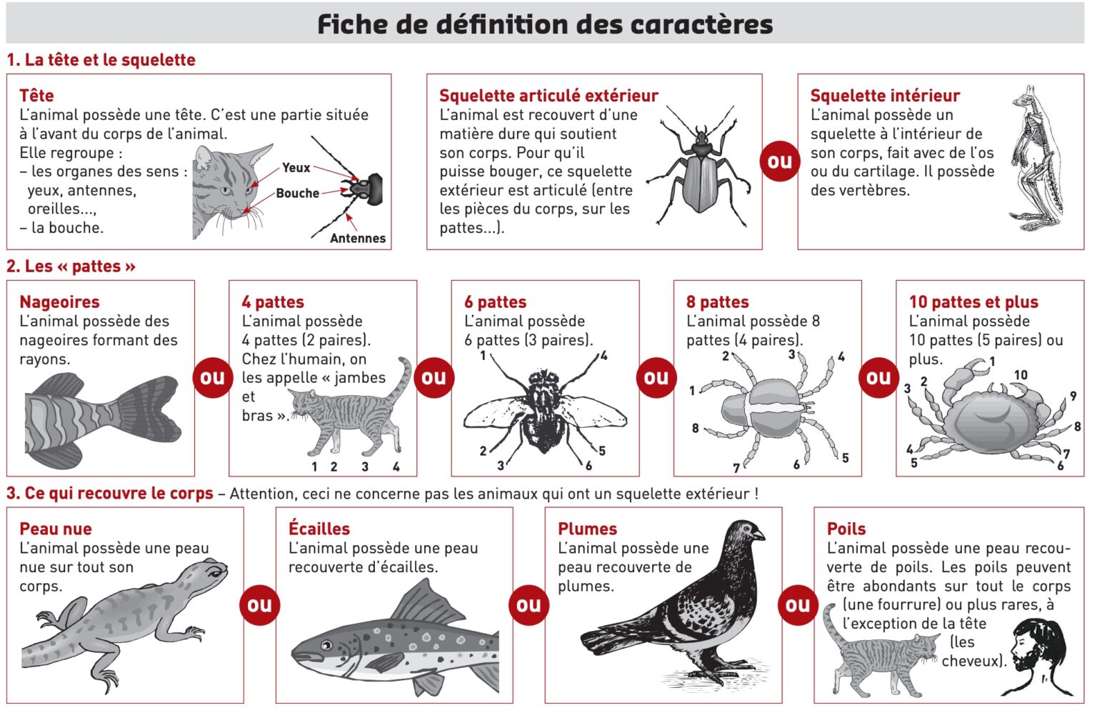 Classification des animaux : leçon CM1-CM2