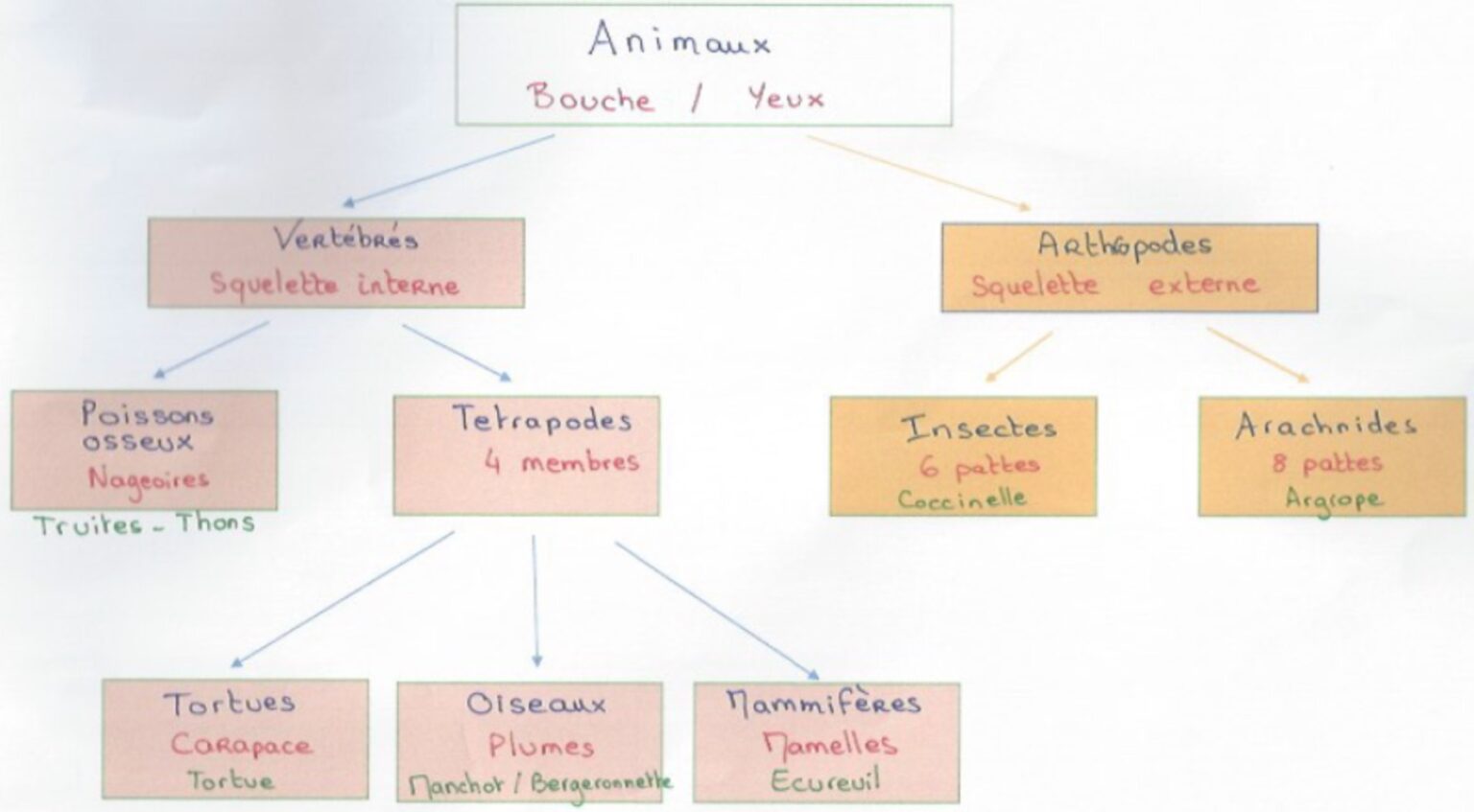 Classification des animaux : leçon CM1-CM2