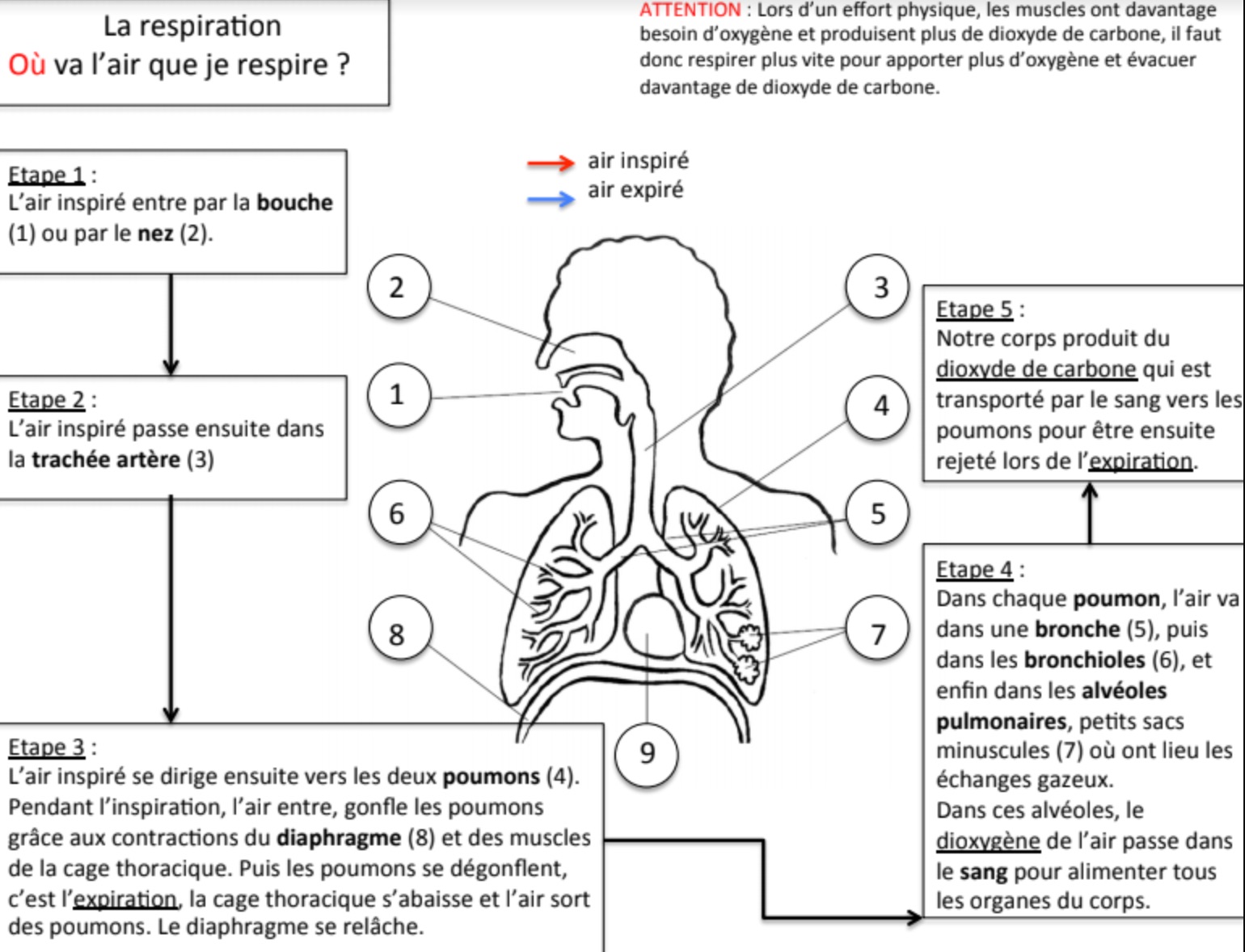 La respiration : leçon CM1/CM2