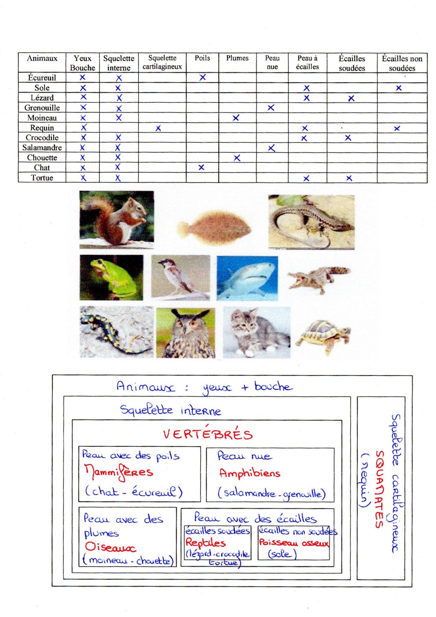 Classification par emboîtement des animaux CM1-CM2