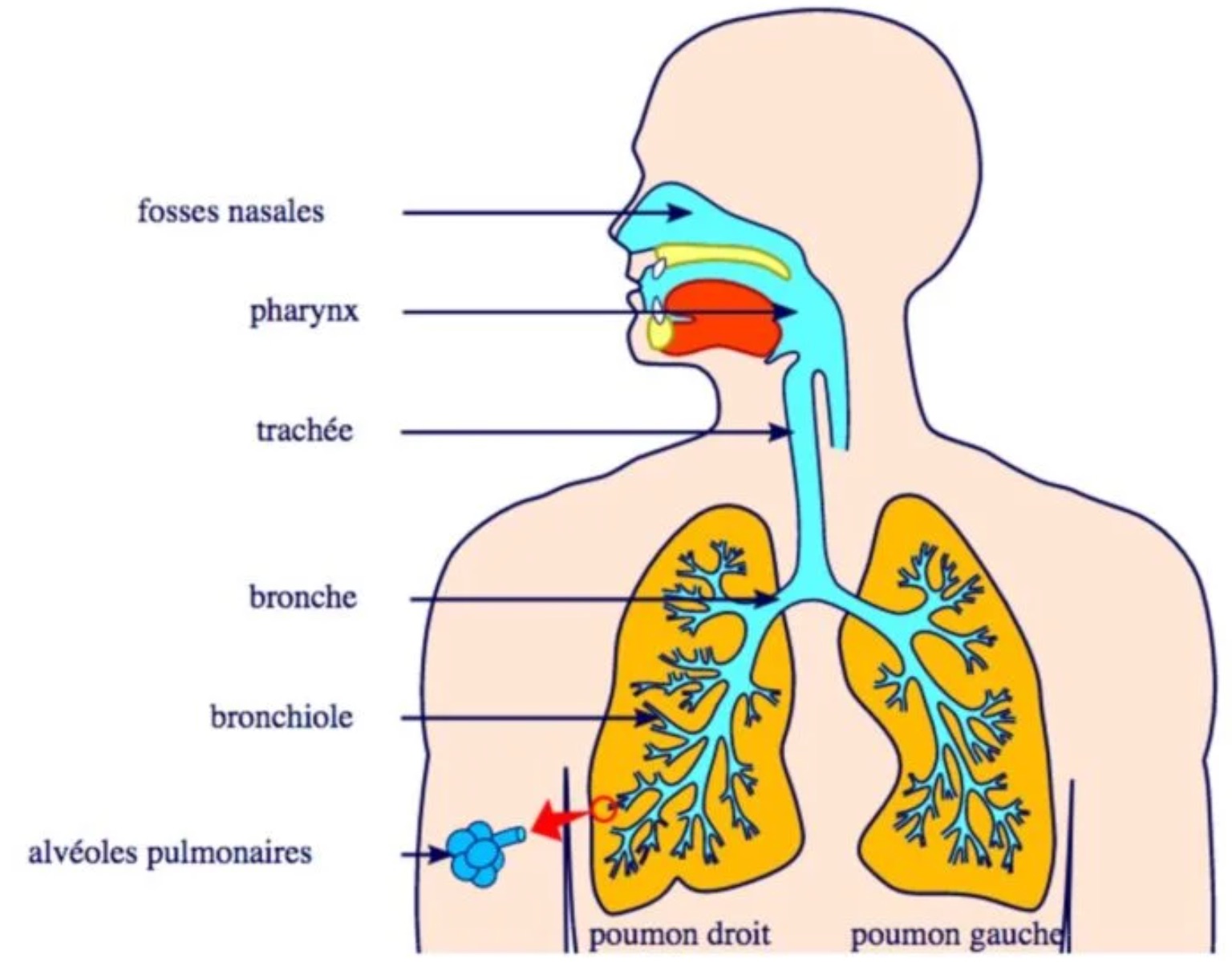 La respiration : leçon CM1/CM2