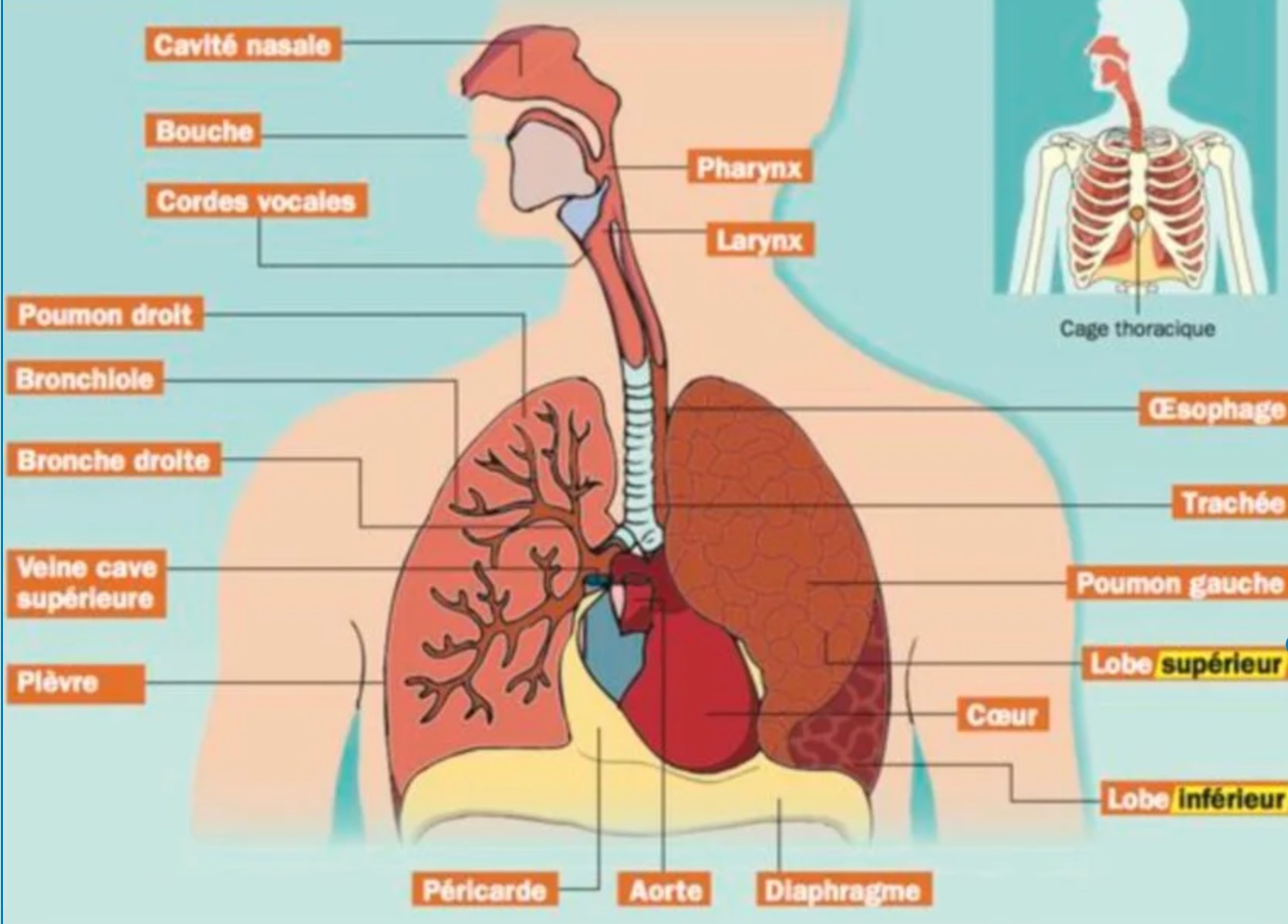 La respiration : leçon CM1/CM2